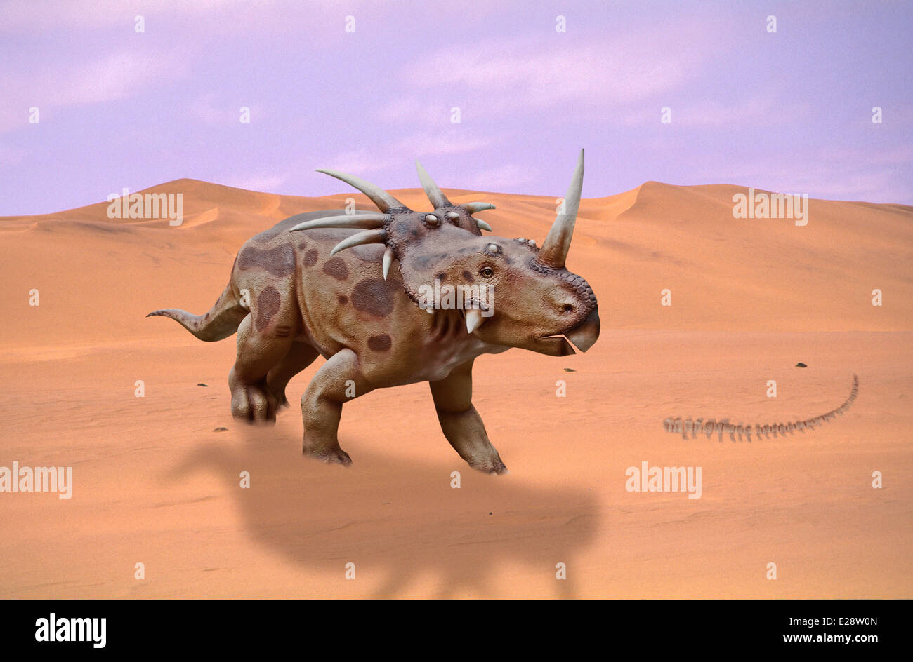 Styracosaurus dinosaur prehistoric cretaceous hi-res stock photography ...