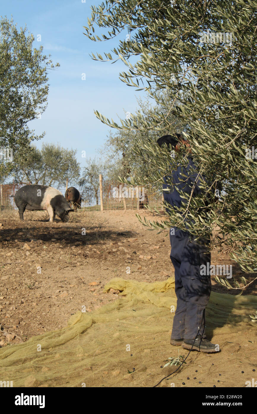 Pig olive hi-res stock photography and images - Alamy