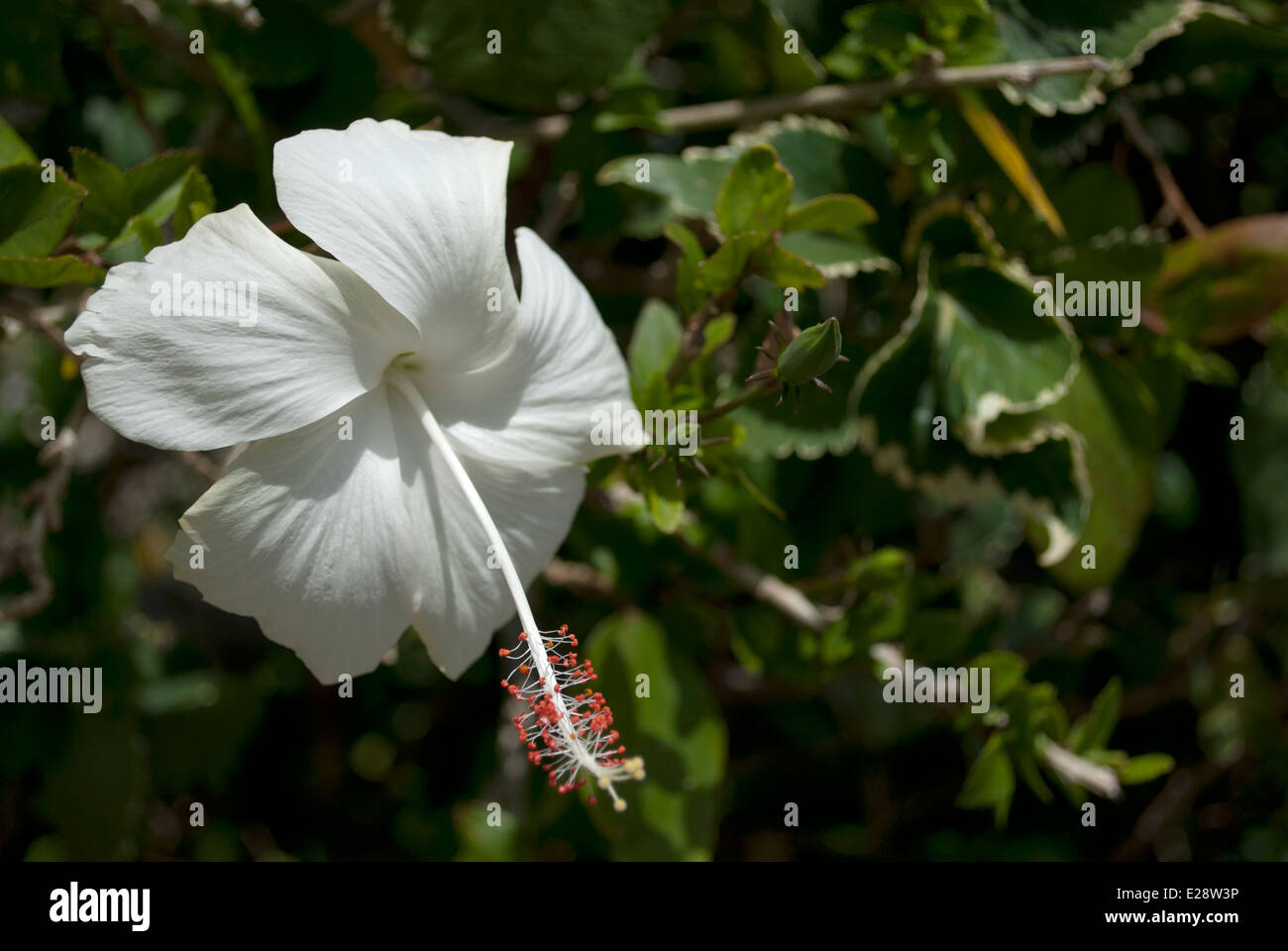 White caribbean flowers hi-res stock photography and images - Alamy
