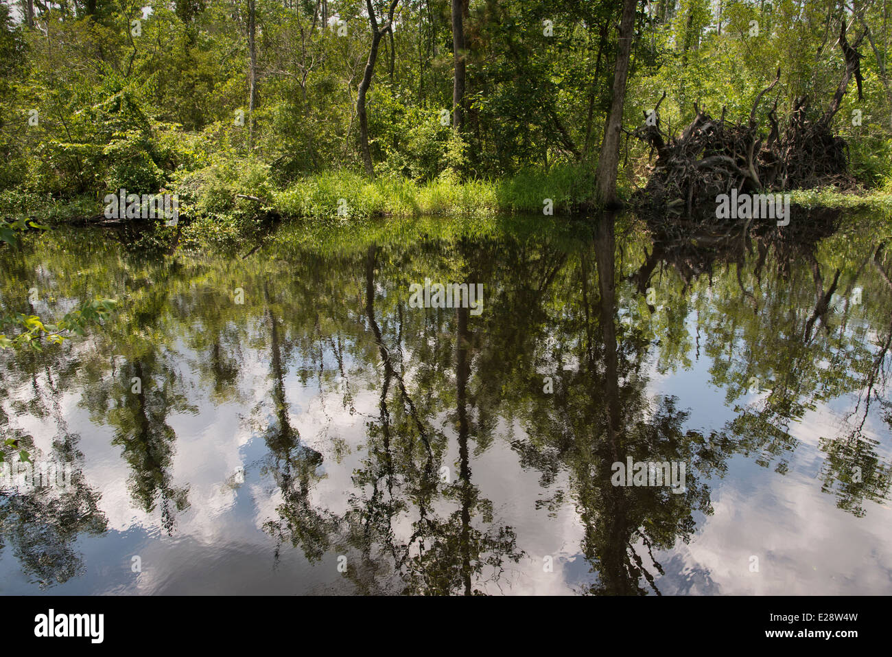 Reflections at Pocosin Lakes National Wildlife Refuge in the Spring - 1 ...