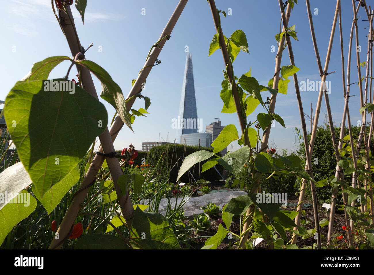 The roof gardens of Nomura's London offices open to the public for the ...
