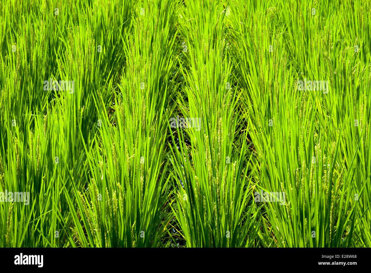 close up Japanese rice field fragment by summer Stock Photo - Alamy