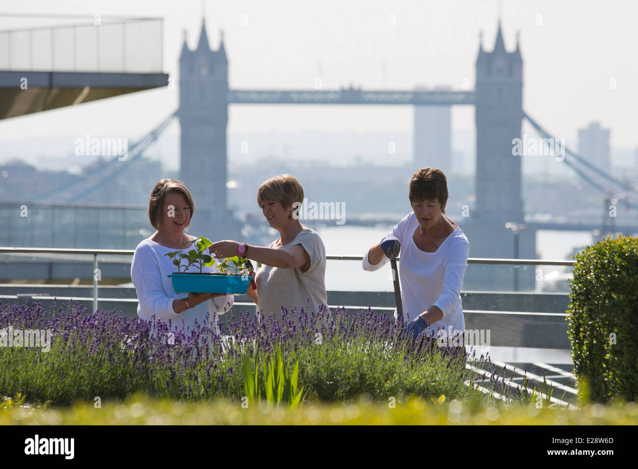 The roof gardens of Nomura's London offices open to the public for the ...