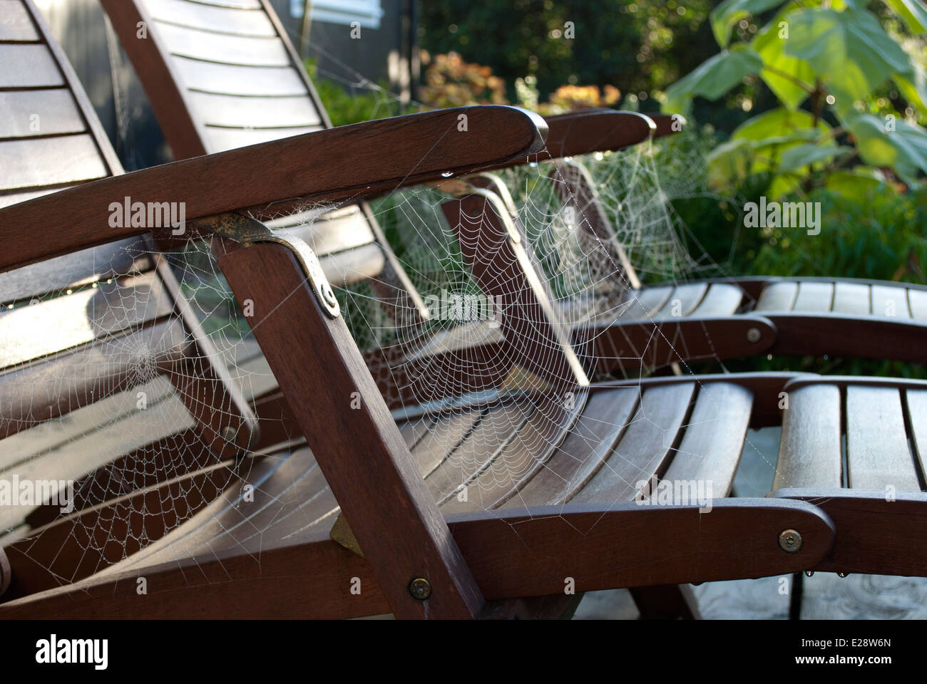 Spiders Webs Stock Photos & Spiders Webs Stock Images - Alamy