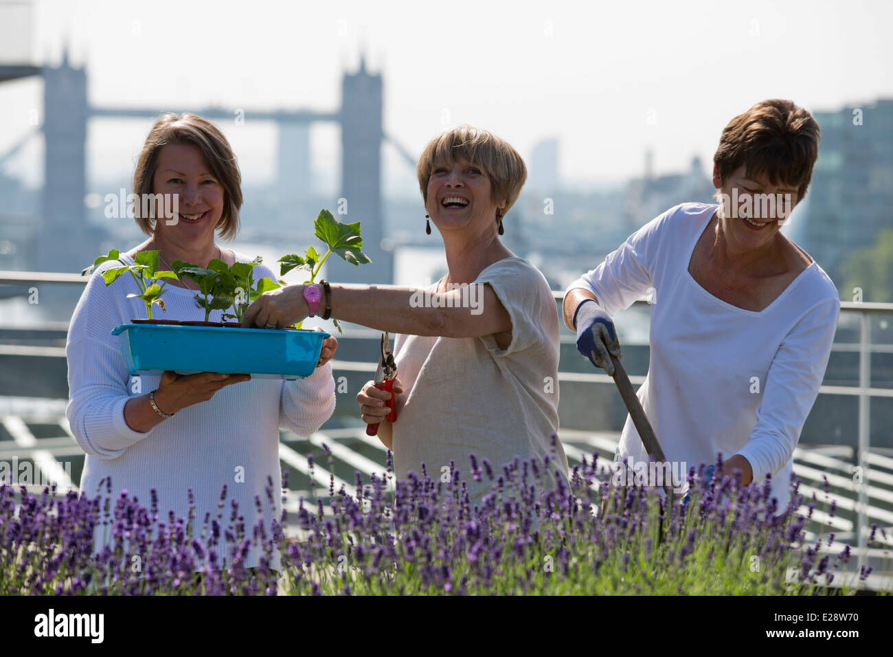 The roof gardens of Nomura's London offices open to the public for the ...