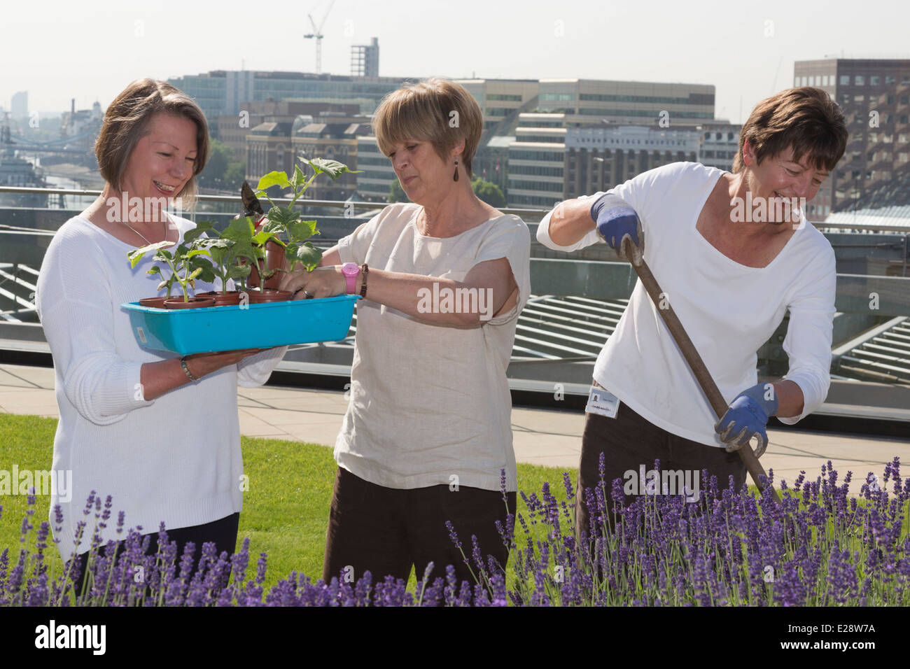 The roof gardens of Nomura's London offices open to the public for the ...