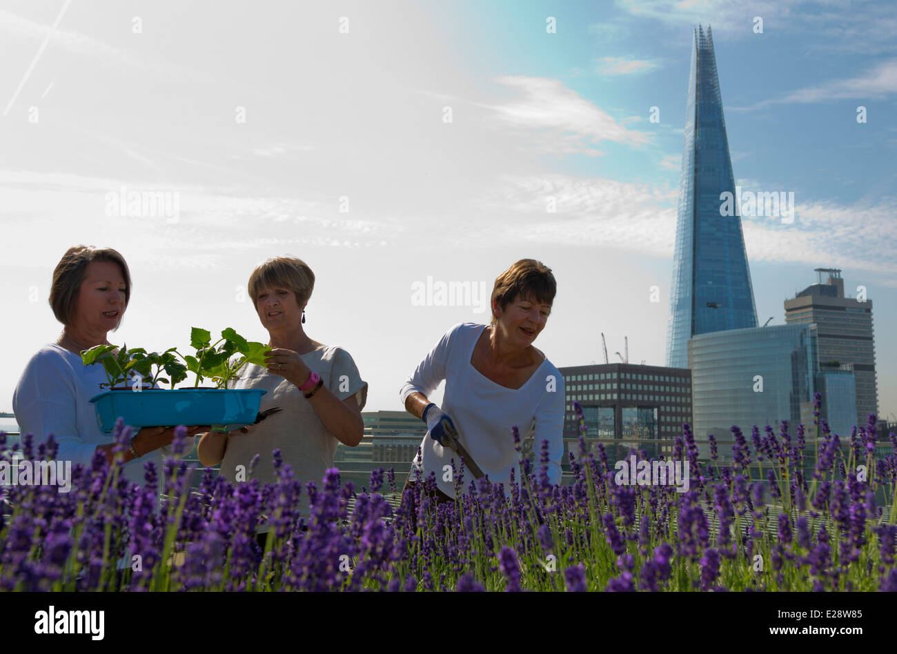 The roof gardens of Nomura's London offices open to the public for the ...