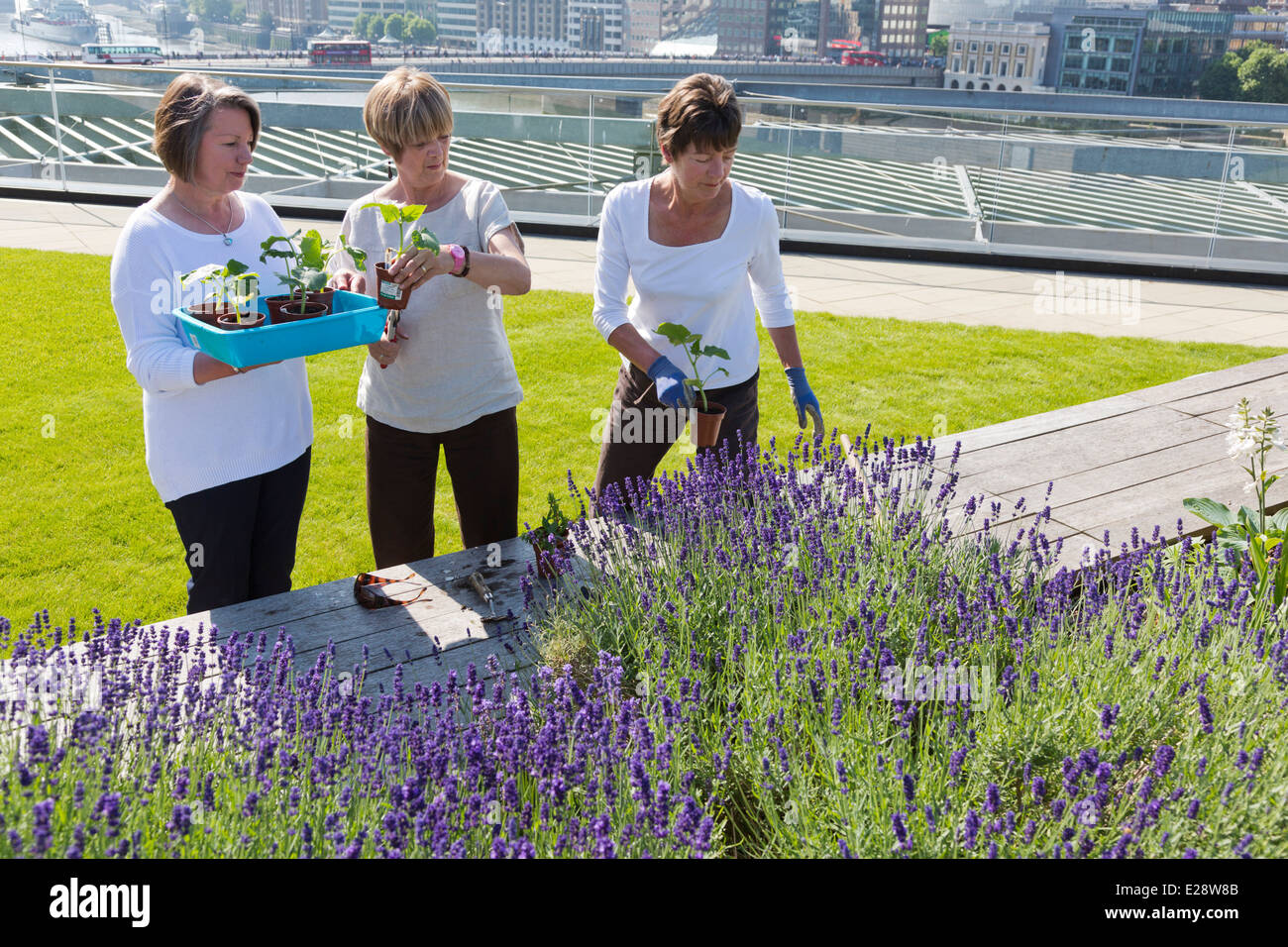 The roof gardens of Nomura's London offices open to the public for the ...