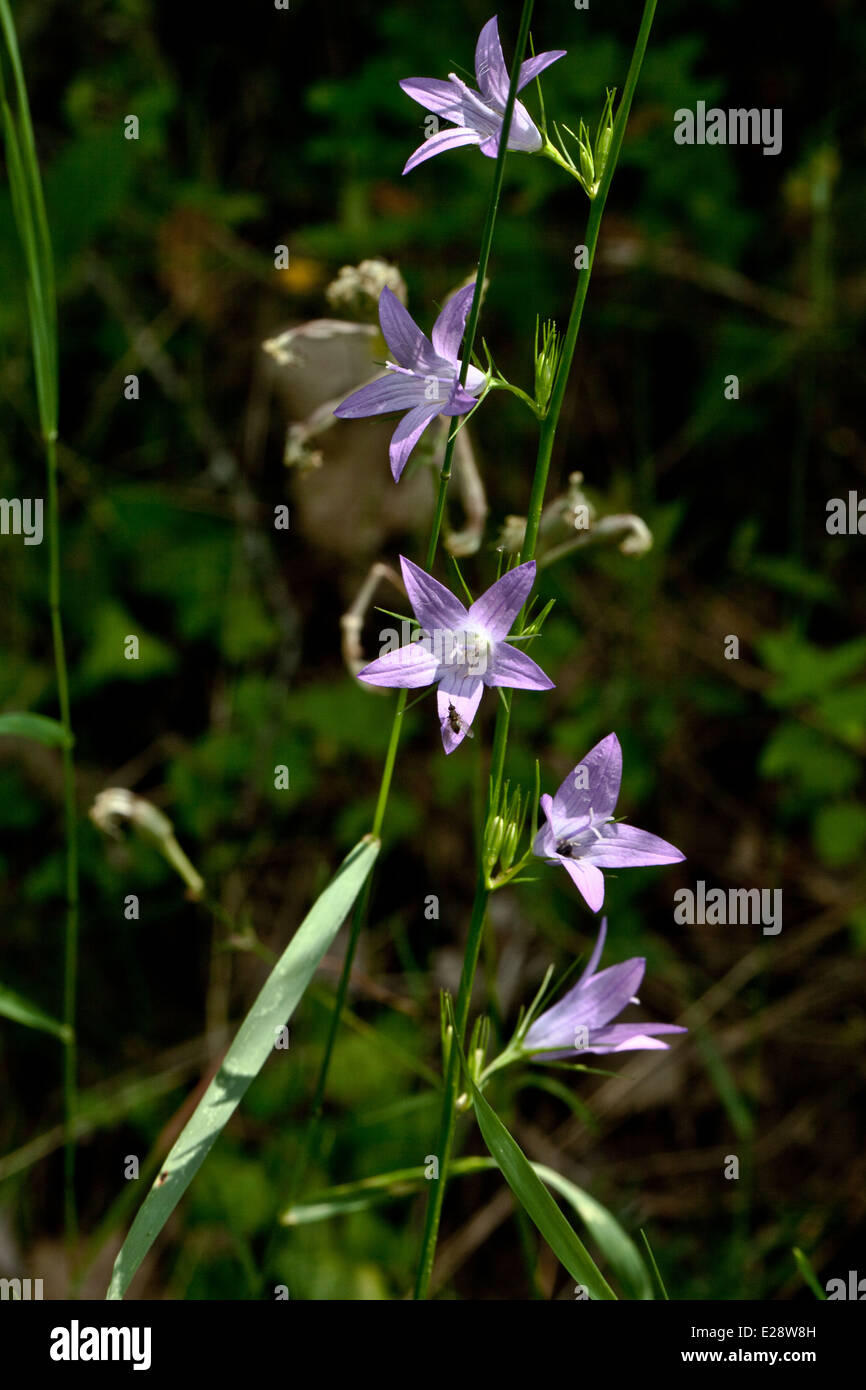 Rampion bellflower campanula rapunculus hi-res stock photography and ...