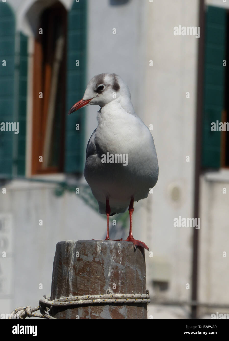 Bird life venice hi-res stock photography and images - Alamy