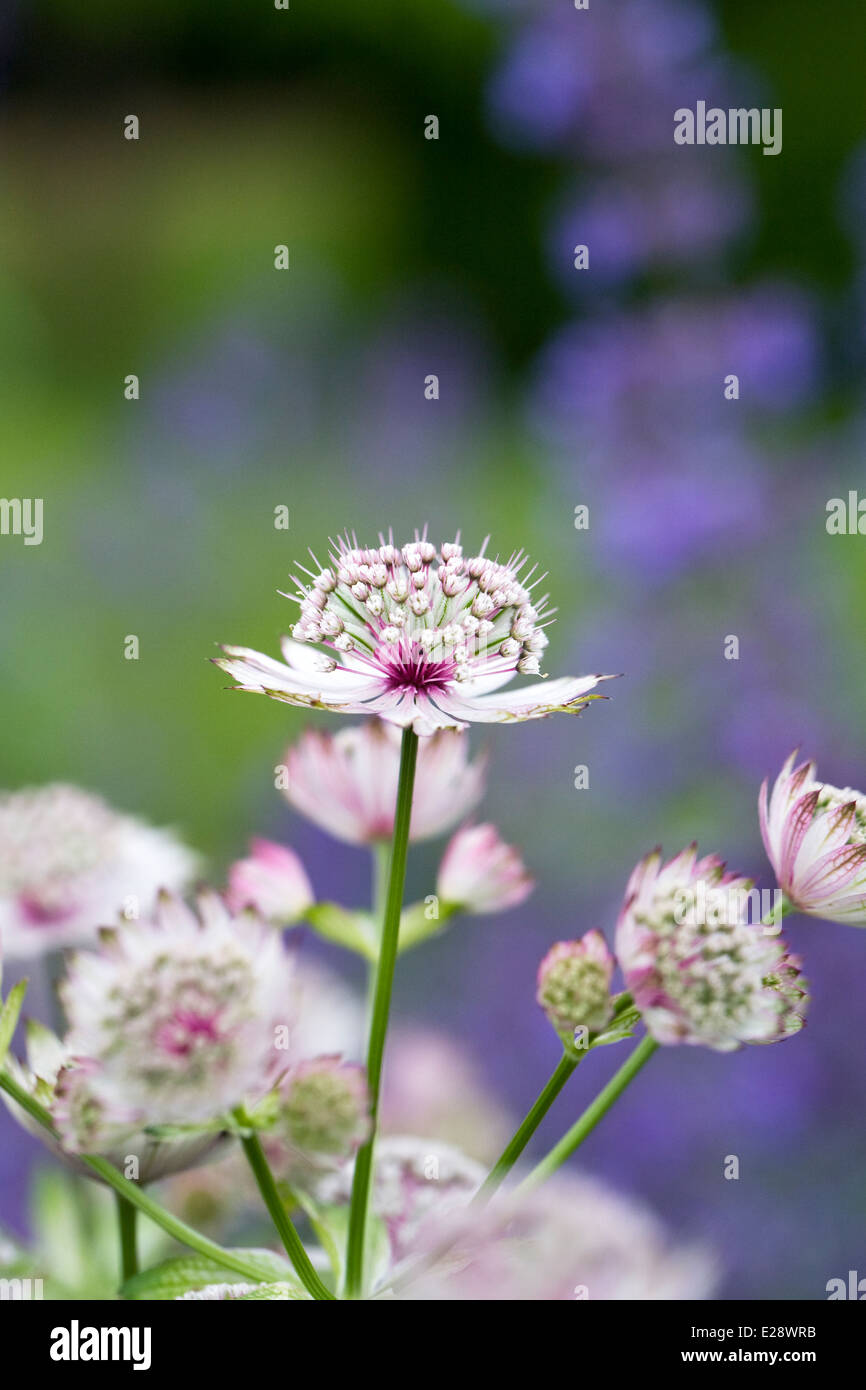 Astrantia major. Masterwort flowers Stock Photo - Alamy