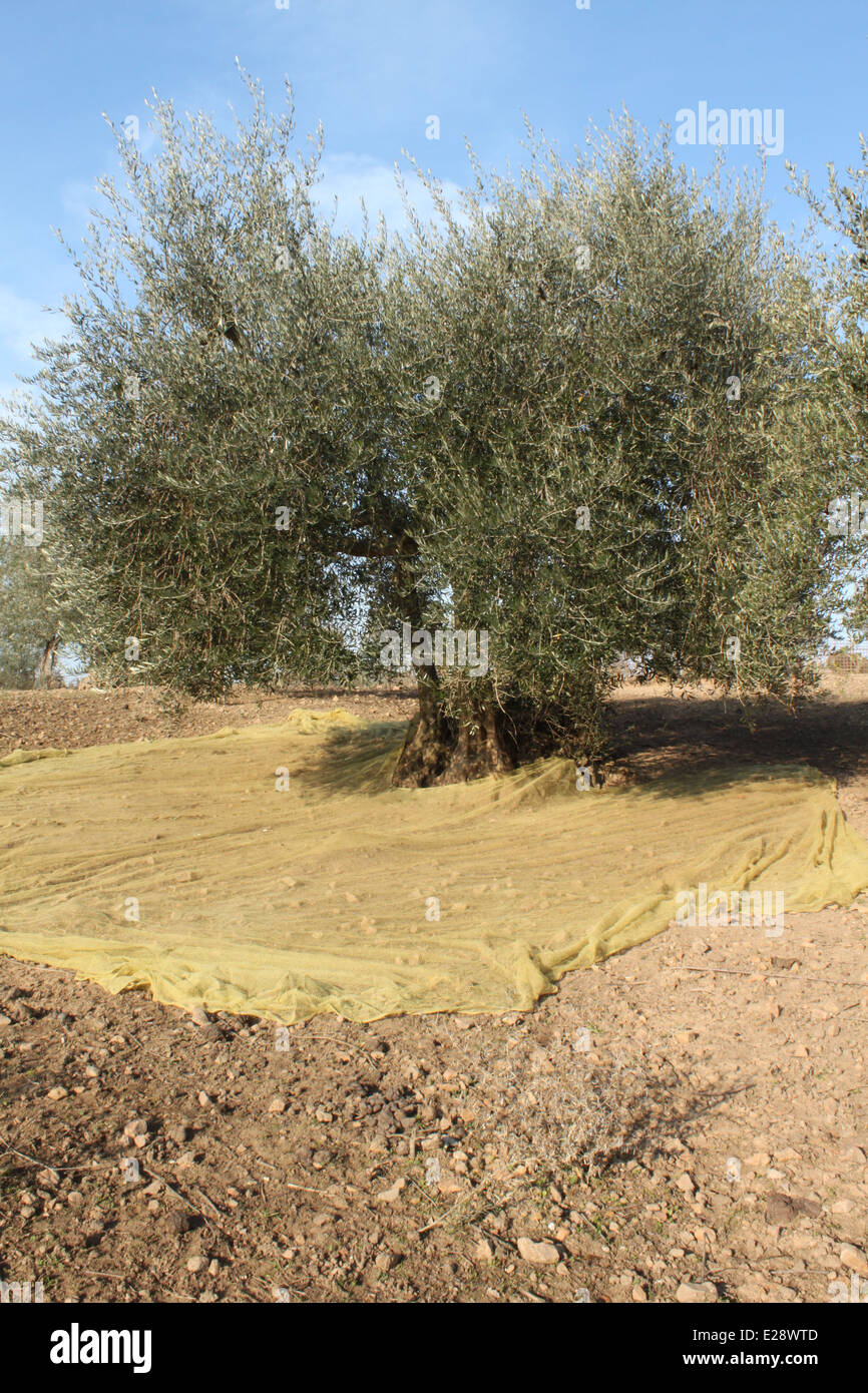 Picking olive tree hi-res stock photography and images - Alamy