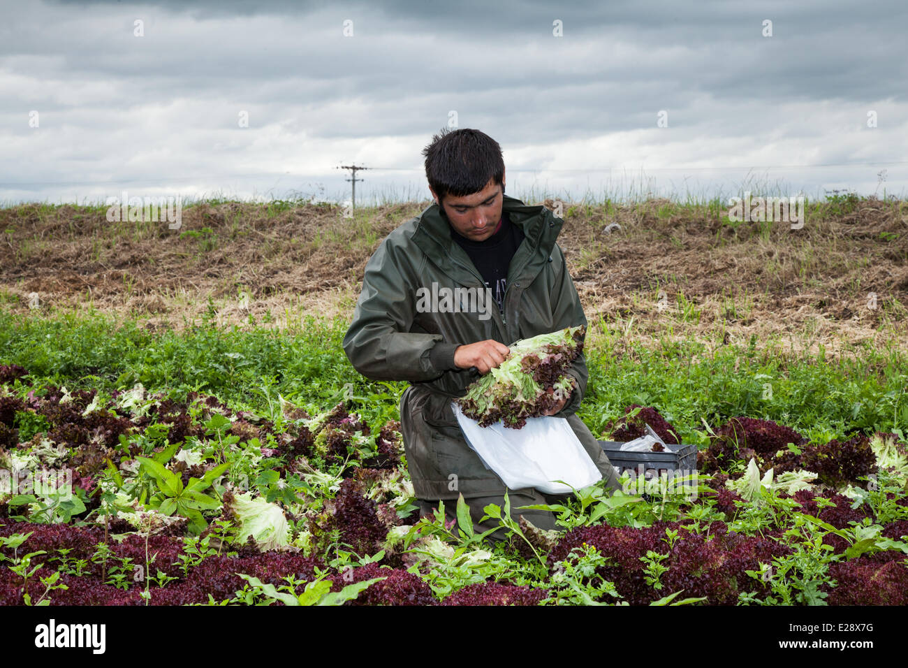 Agricultural Labourer England History High Resolution Stock Photography ...
