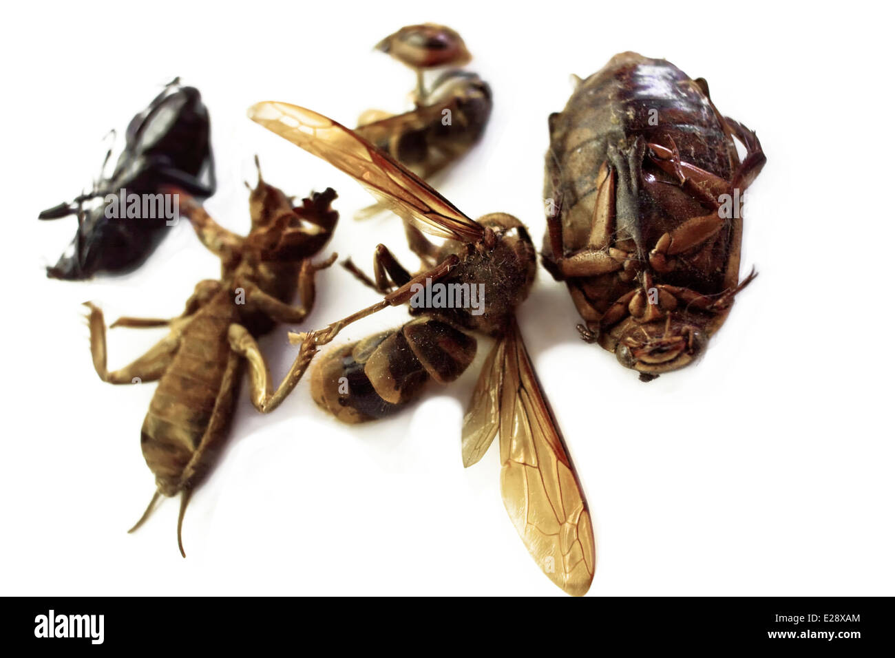 Death of insects Cut Out Stock Images & Pictures - Alamy