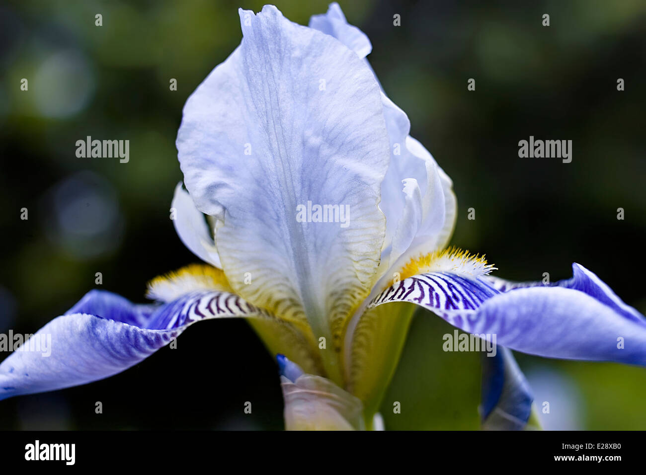 Wild iris, macro shot Stock Photo - Alamy