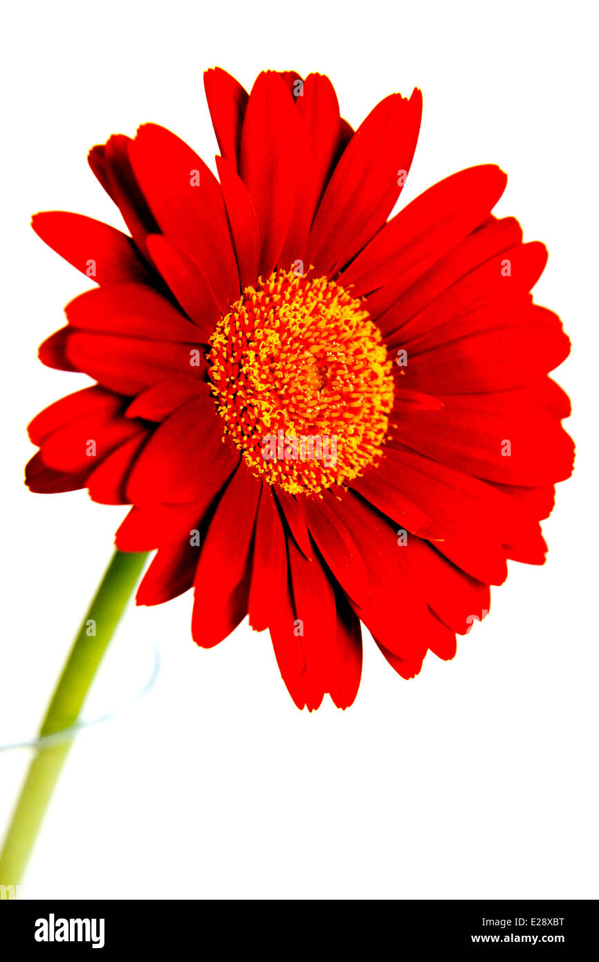 Gerbera flower head with stem in thin glass vase Stock Photo - Alamy