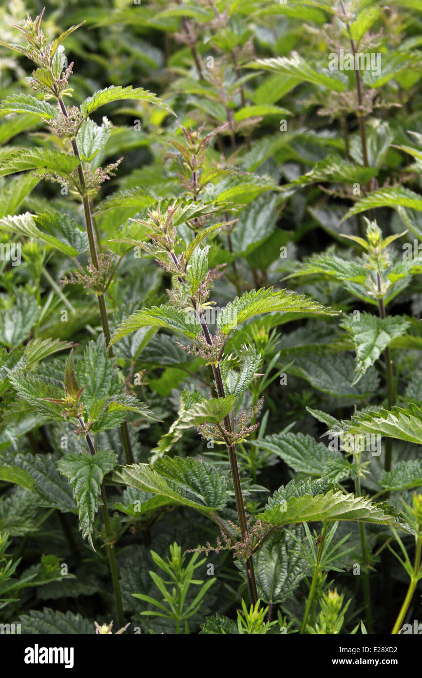 Plants of nettle Stock Photo - Alamy