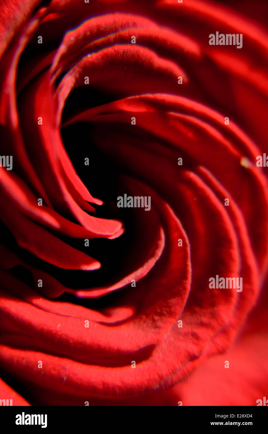 Abstract Red Rose Flower Stock Photo - Alamy