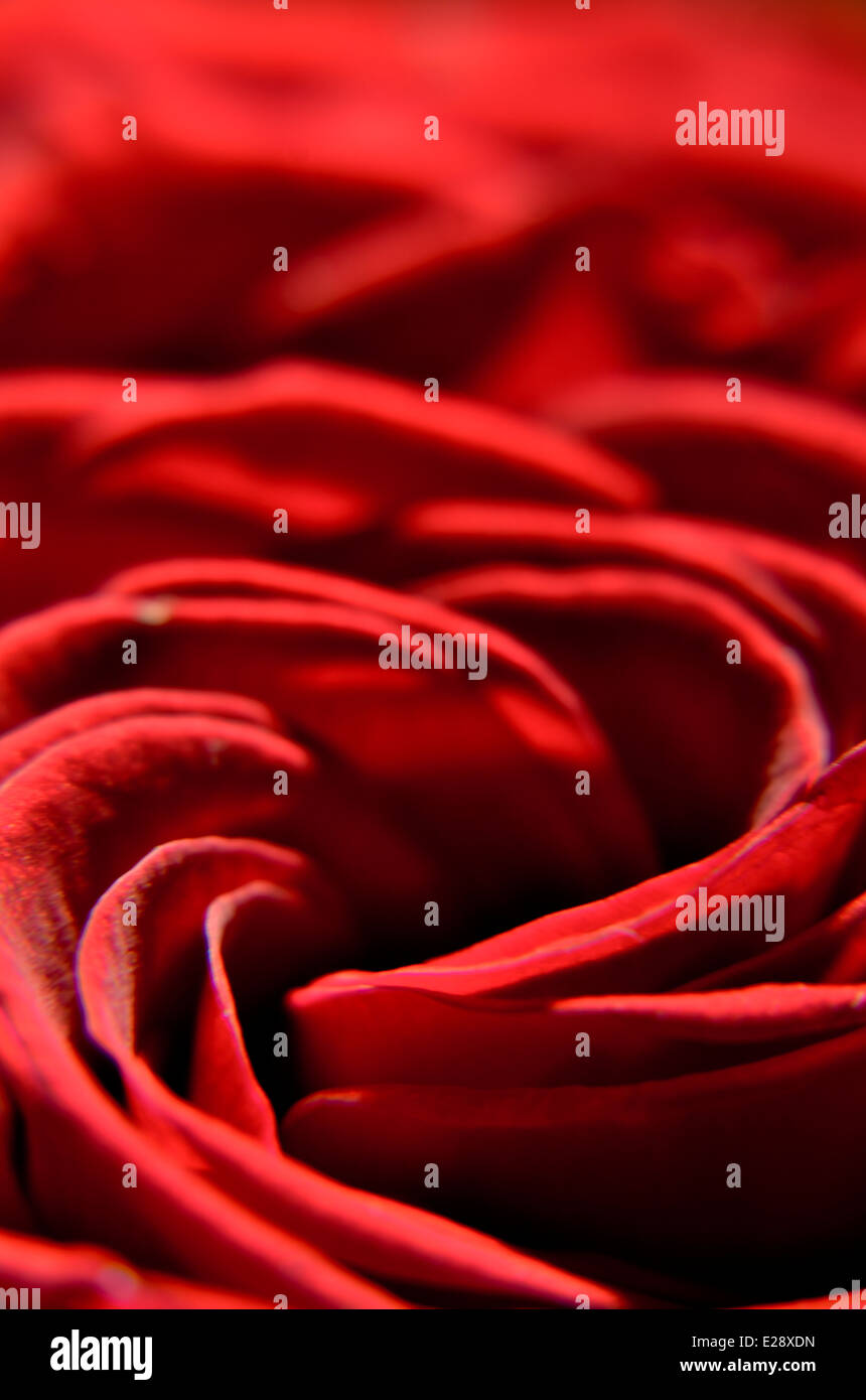 Abstract Red Rose Flower Stock Photo - Alamy