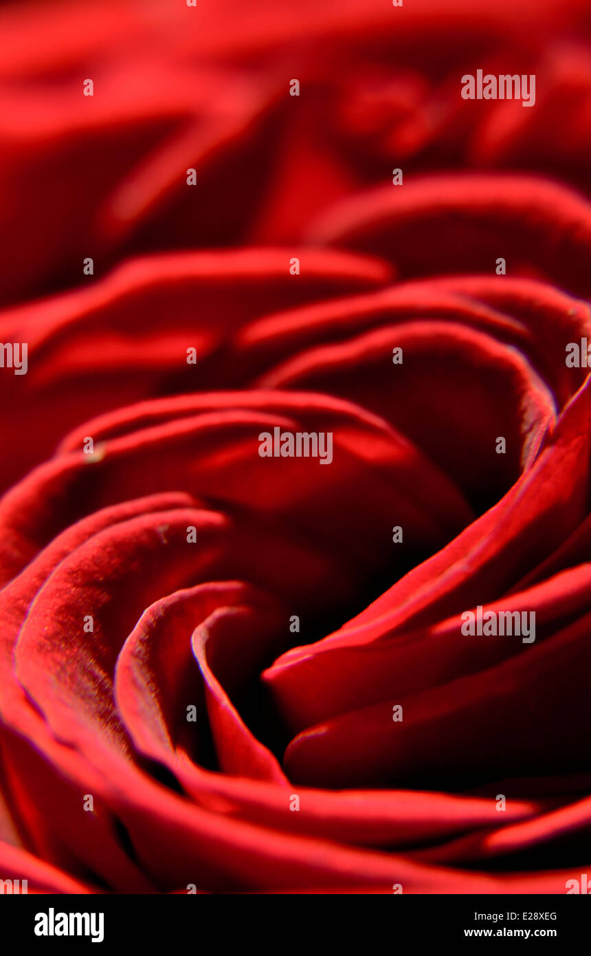 Abstract Red Rose Flower Stock Photo - Alamy
