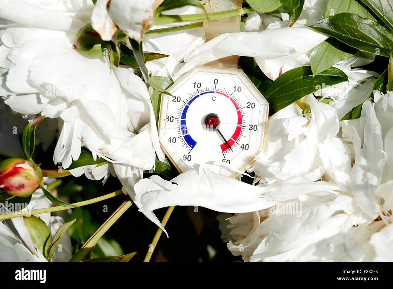 Retro thermometer in flowers Stock Photo - Alamy