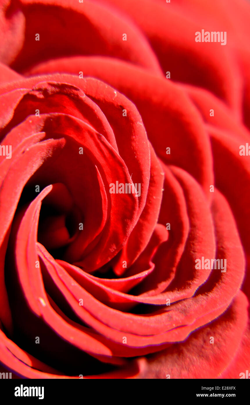 Abstract Red Rose Flower Stock Photo - Alamy