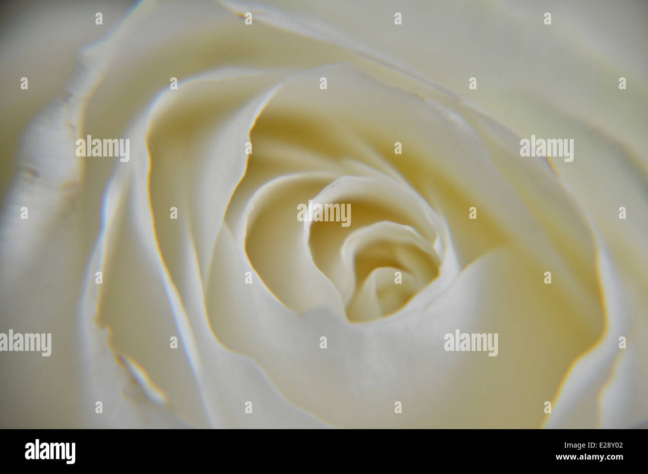 White Rose Macro Stock Photo - Alamy