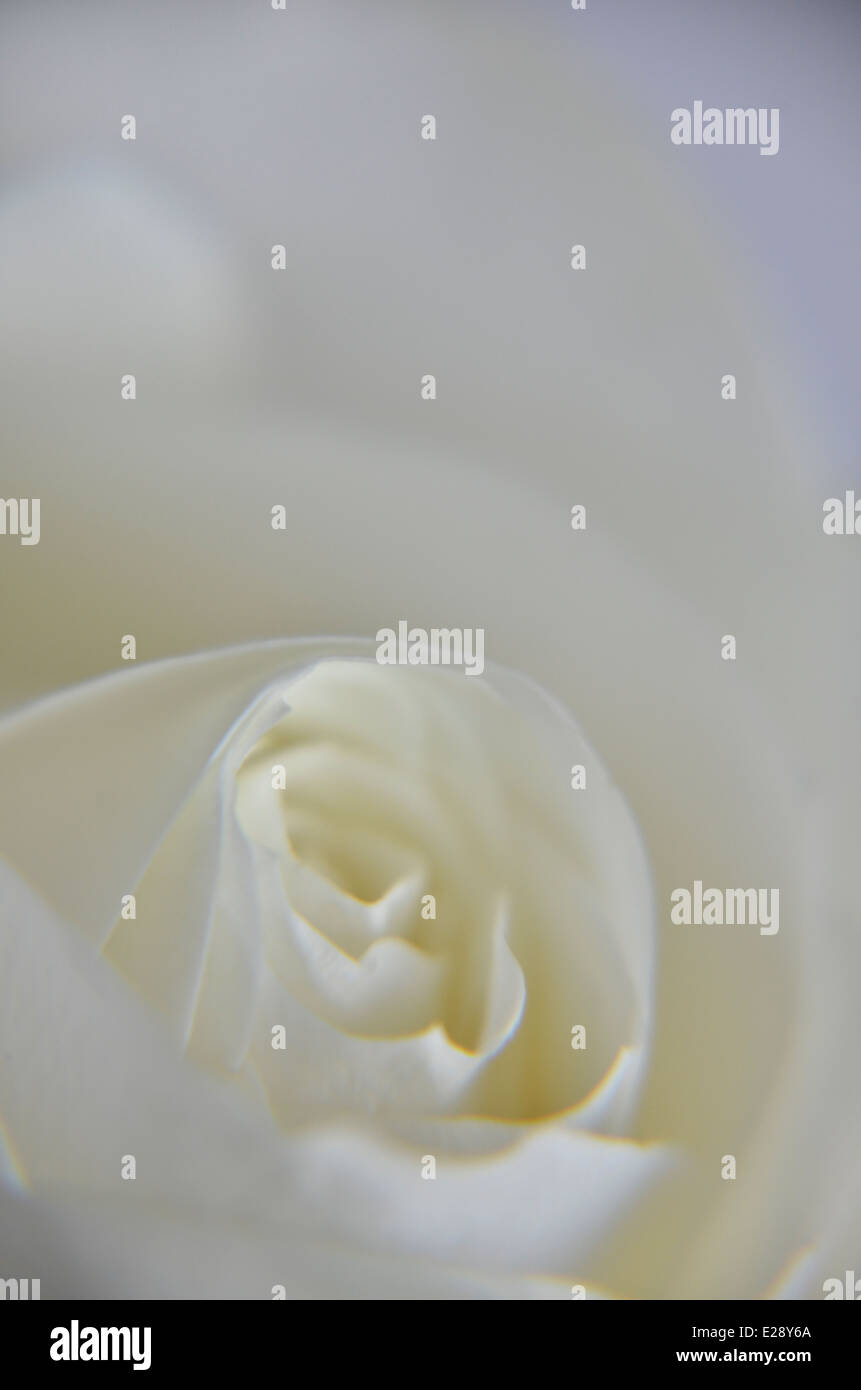 White Rose Macro Stock Photo - Alamy