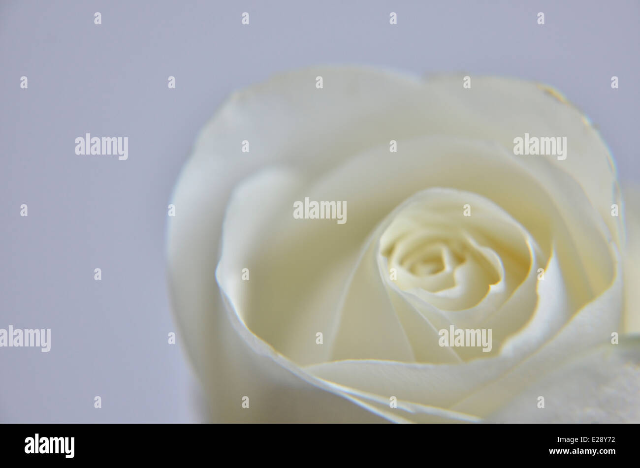 White Rose Macro Stock Photo - Alamy