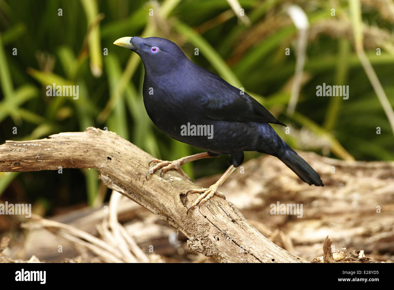 Male great bowerbird australia hi-res stock photography and images - Alamy