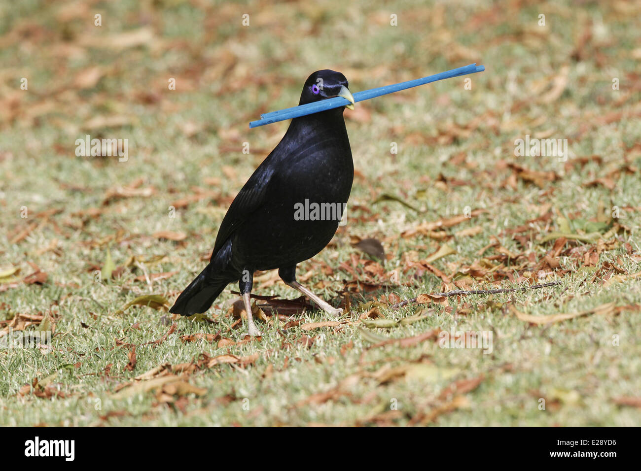 Collecting materials for bower hi-res stock photography and images - Alamy