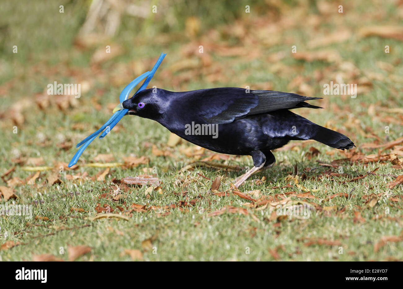 Satin bower birds hi-res stock photography and images - Alamy