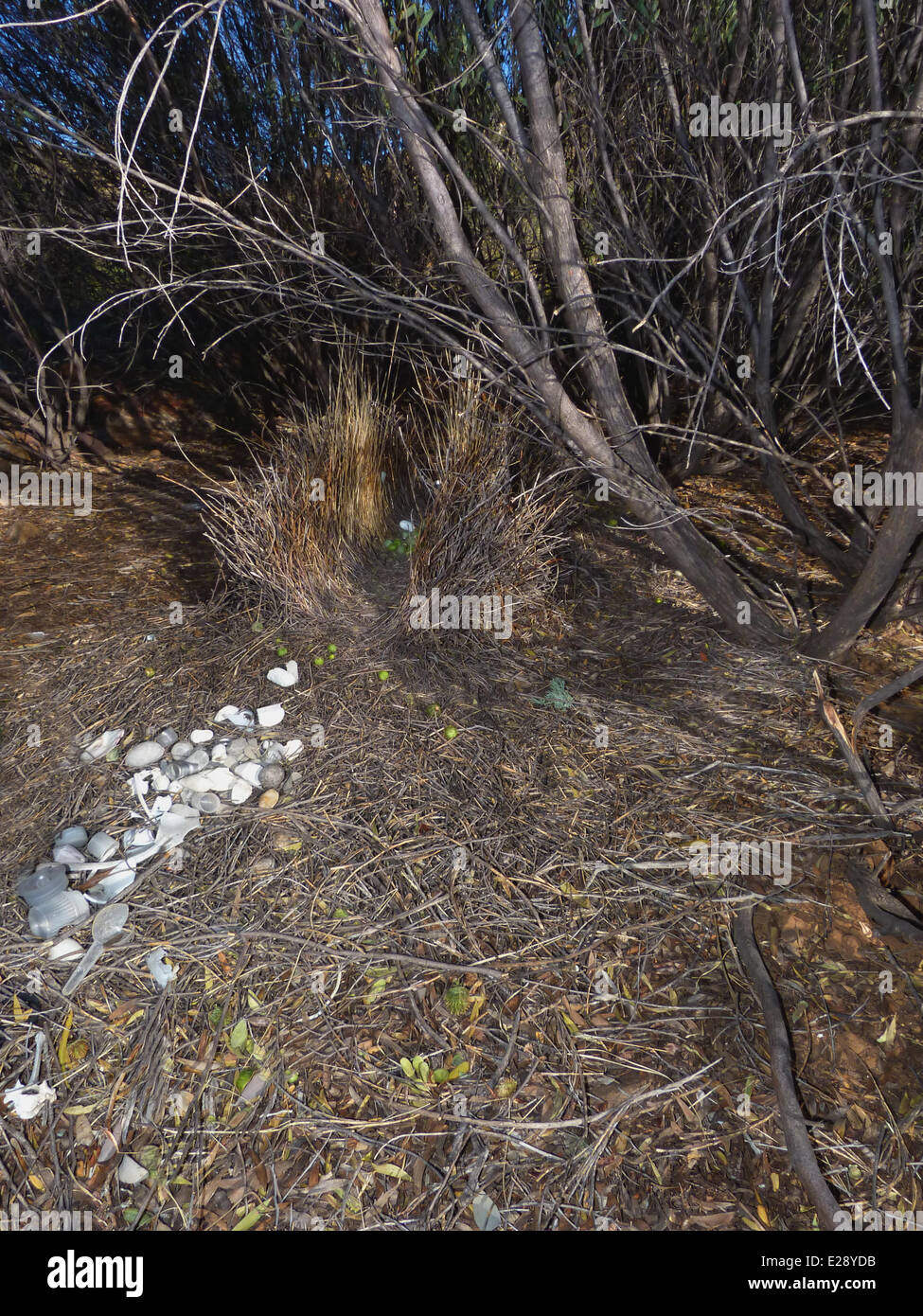 Spotted Bowerbird (Ptilonorhynchus maculatus) bower structure decorated ...