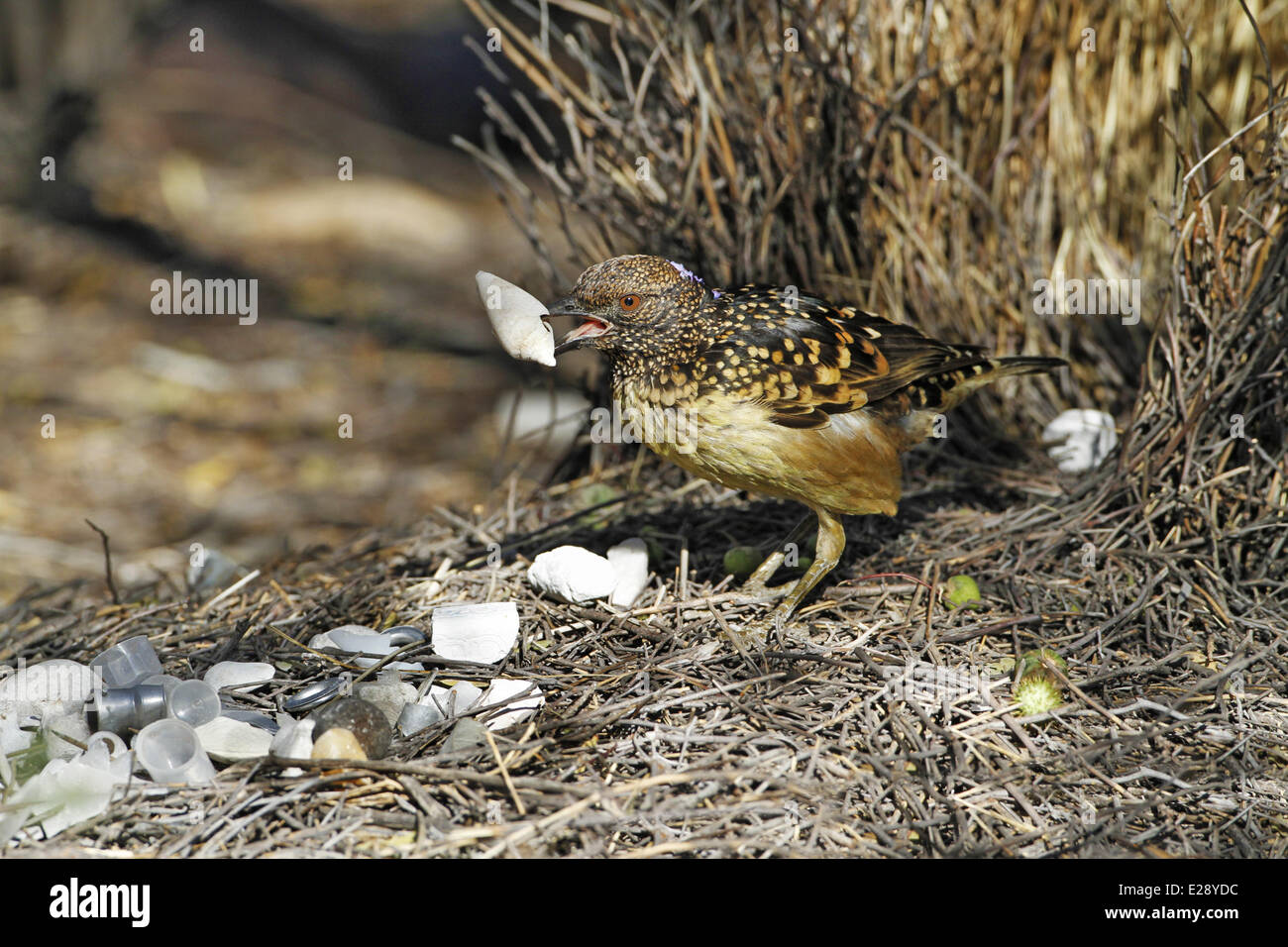 Spotted Bowerbird (Ptilonorhynchus maculatus) adult male, rearranging ...