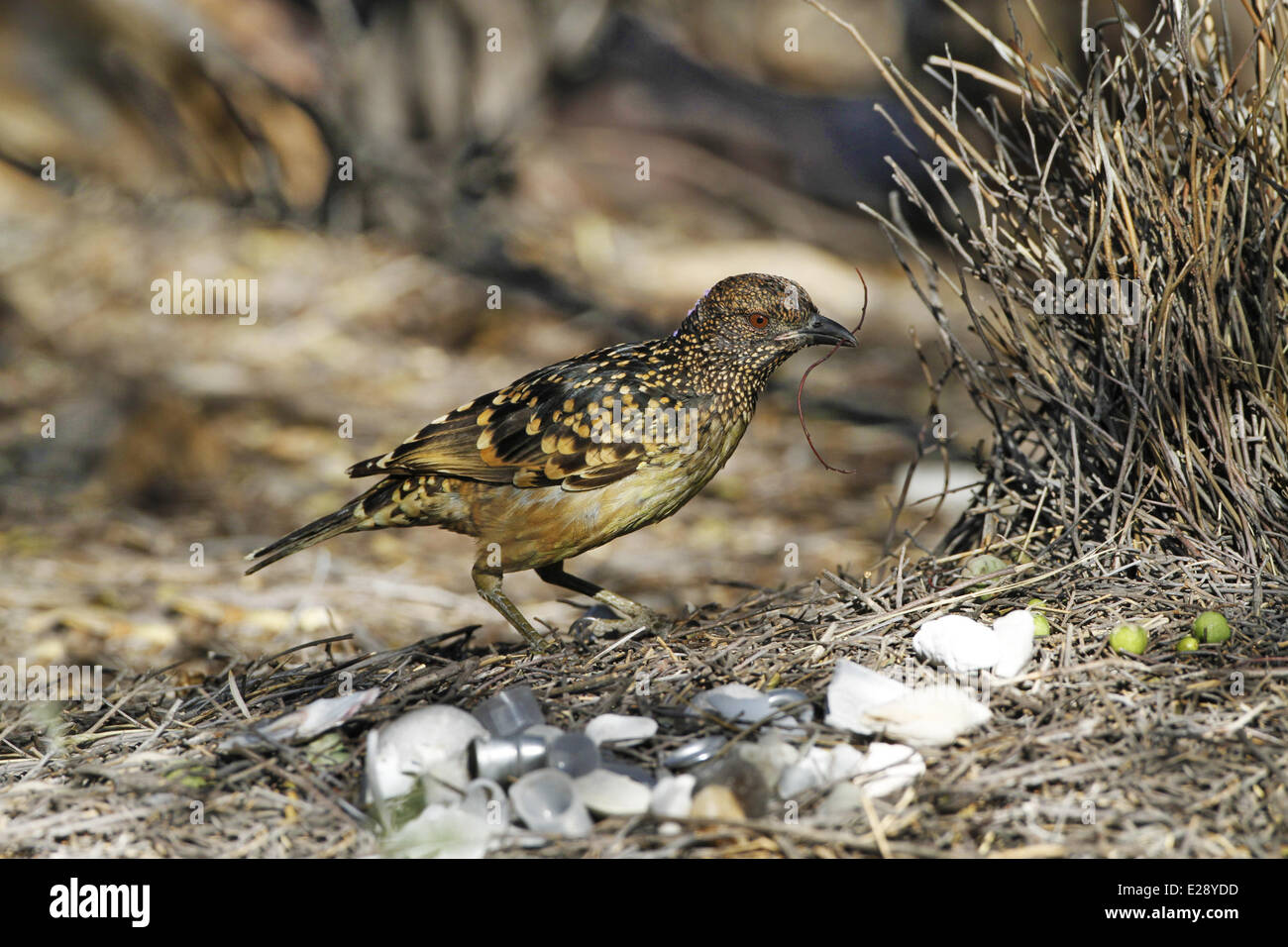 The male spotted bowerbird hi-res stock photography and images - Alamy