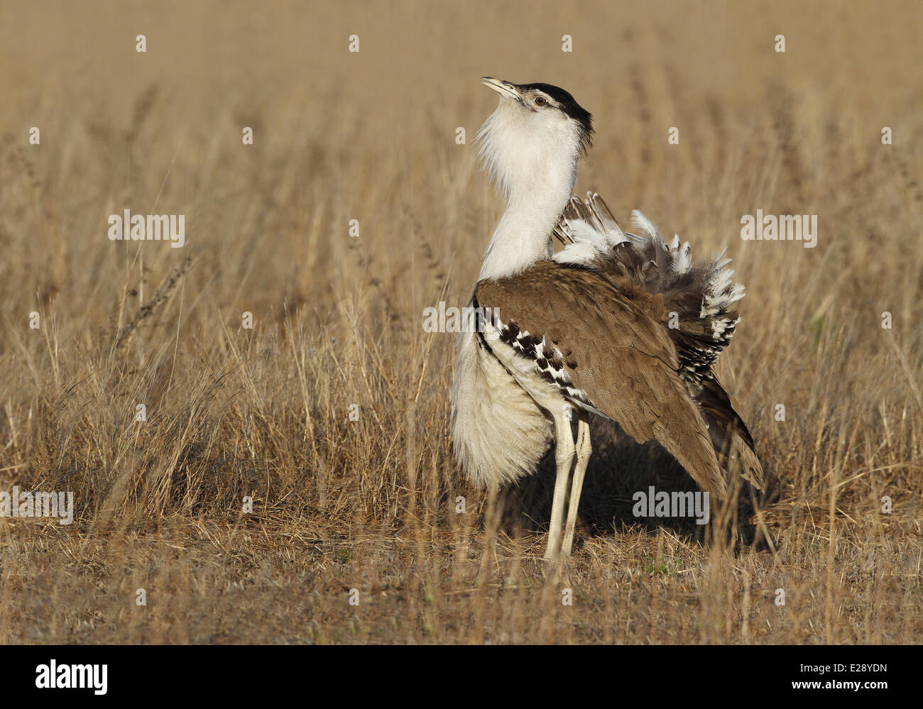 Adult australian bustard ardeotis australis hi-res stock photography ...