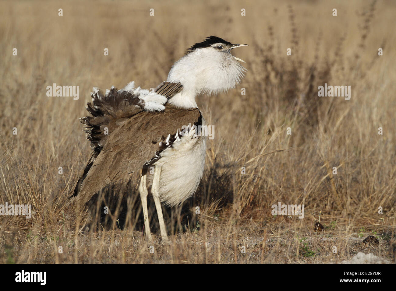 Australian Bustard (Ardeotis australis) adult male, calling during ...