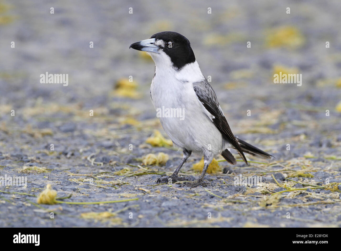 Grey Butcherbird (Cracticus torquatus) adult male, foraging on ground ...