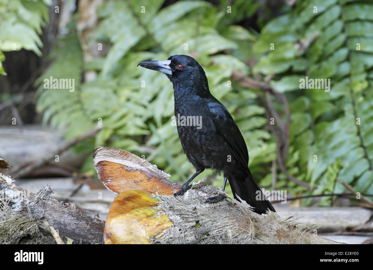 Black Butcherbird (Cracticus quoyi) adult, perched on dry palm tree ...