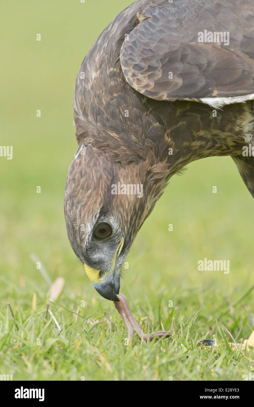 Common buzzard eating worm hi-res stock photography and images - Alamy