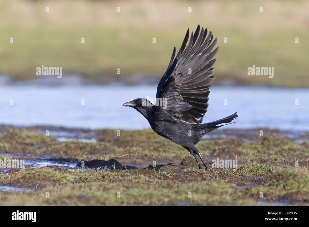 Marsh crows hi-res stock photography and images - Alamy