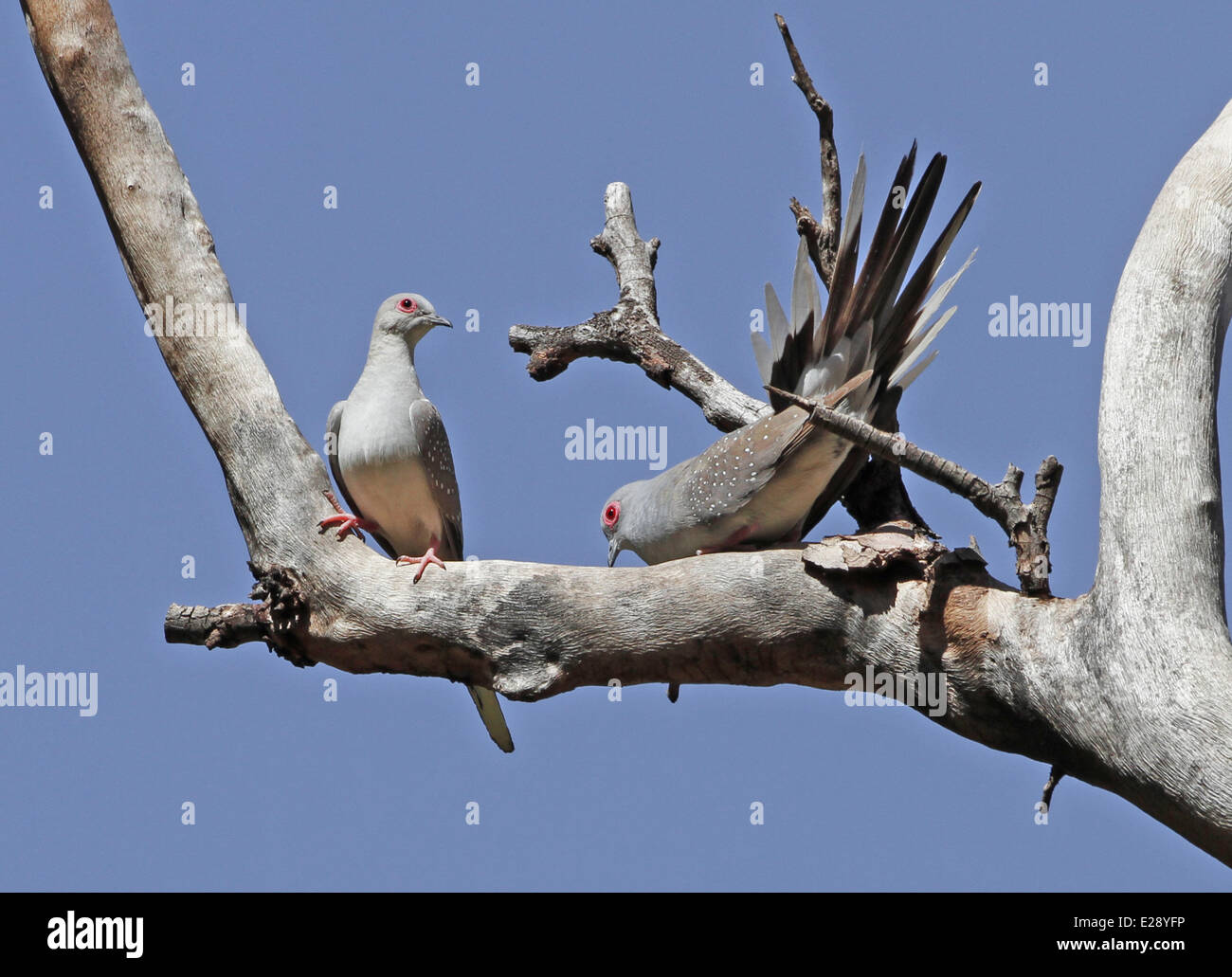 Female diamond doves hi-res stock photography and images - Alamy