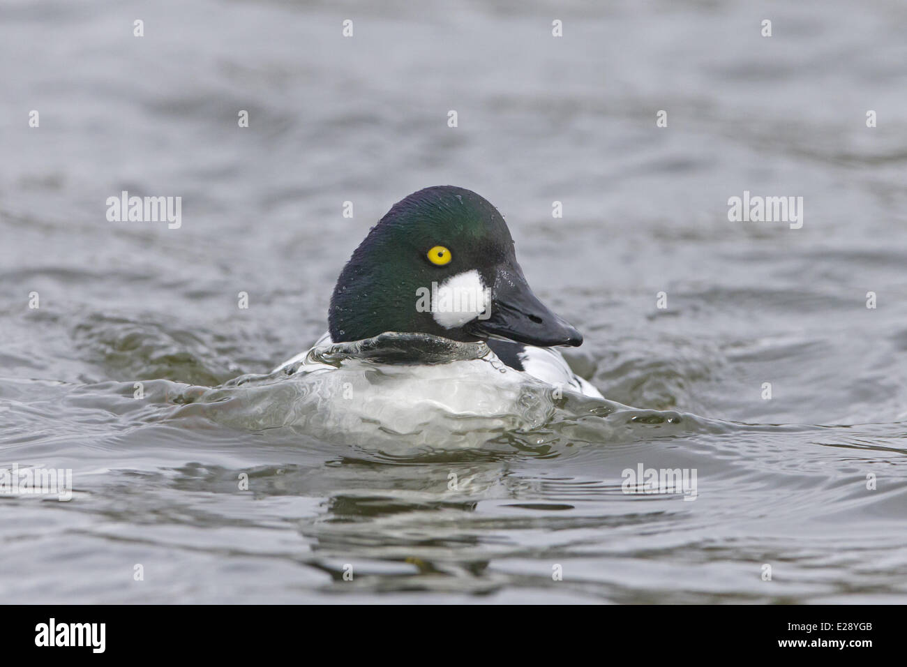 Goldeneye ducks uk winter hi-res stock photography and images - Alamy