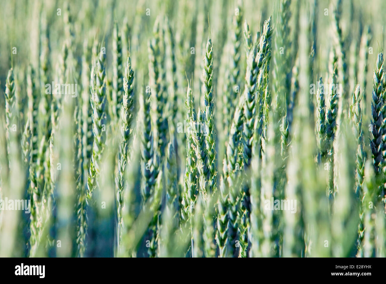 Green ears of corn hi-res stock photography and images - Alamy