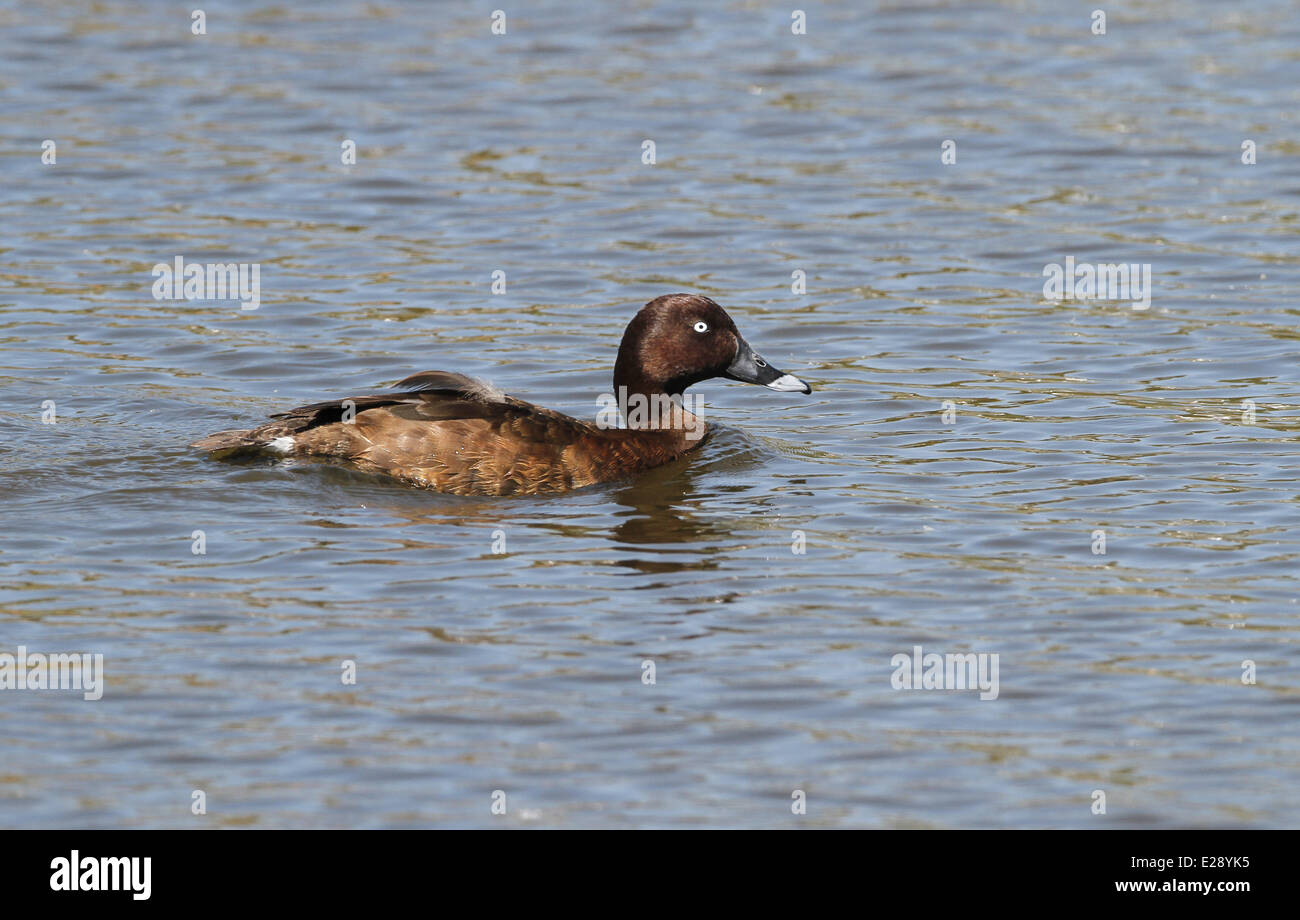 Hardhead (Aythya australis) adult male, swimming, Ormiston Gorge, West ...