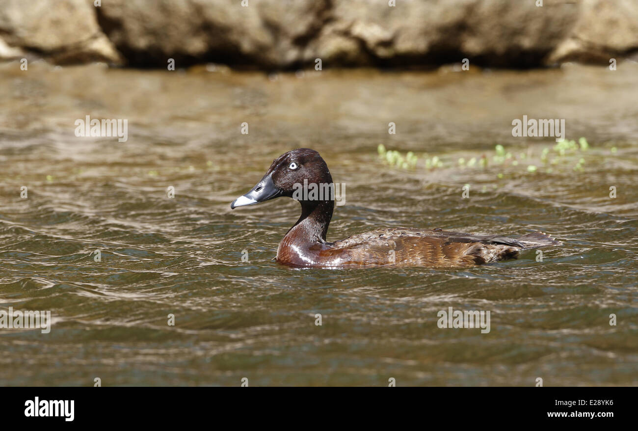 Hardhead ducks hi-res stock photography and images - Alamy