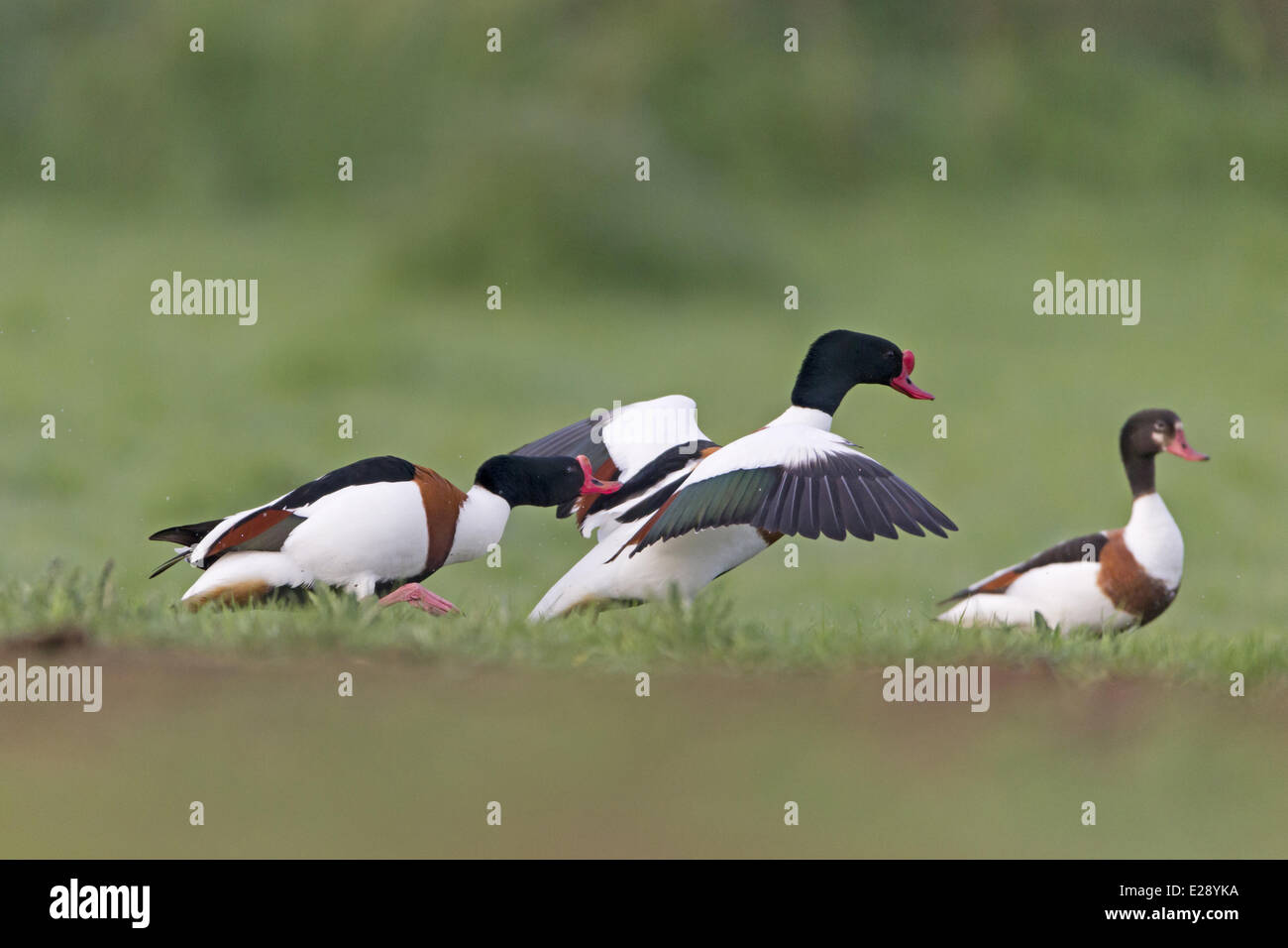 Common Shelduck (Tadorna tadorna) two adult males, attacking rival ...