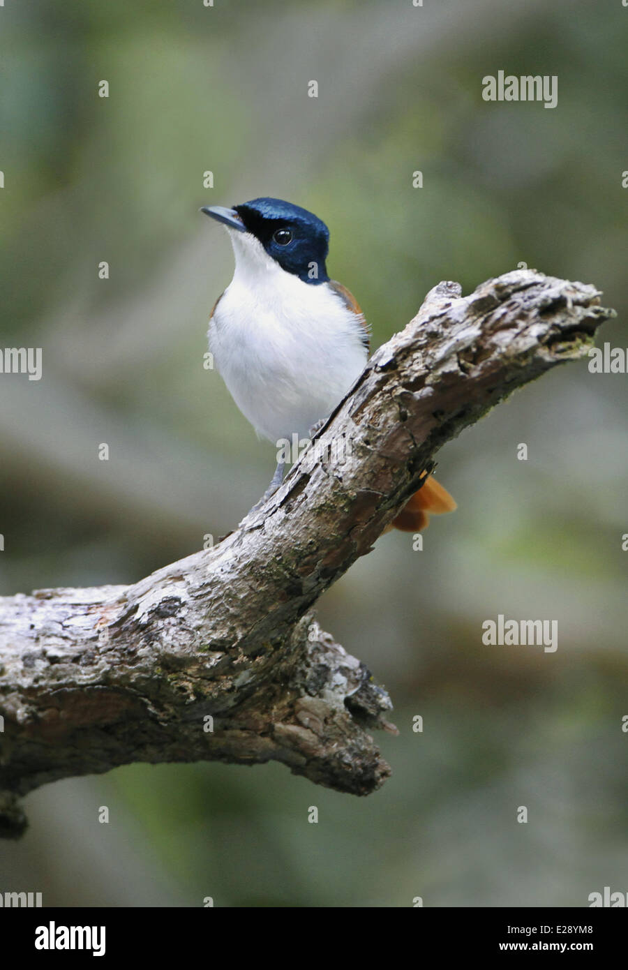 Shining flycatcher hi-res stock photography and images - Alamy
