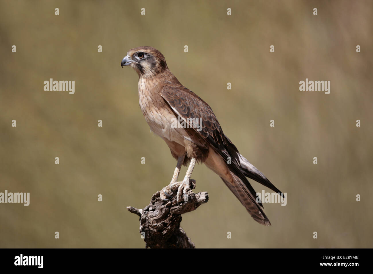 The brown falcon falco berigora hi-res stock photography and images - Alamy