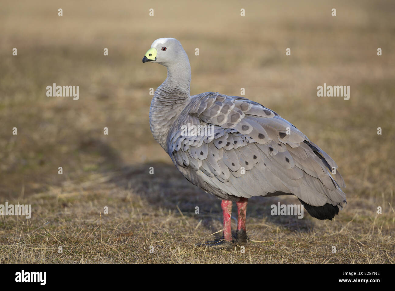 Cape Barren Goose (Cereopsis novaehollandiae) adult, standing in ...